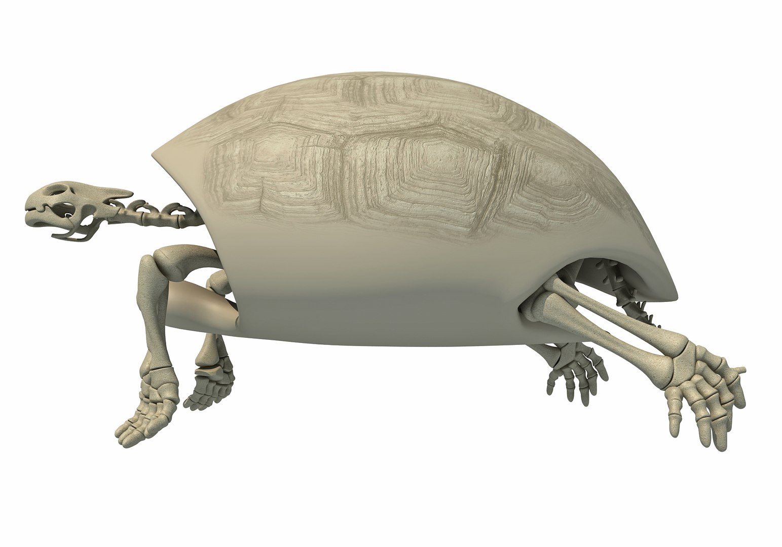 Tortoise Skeleton 3D - TurboSquid 1235752