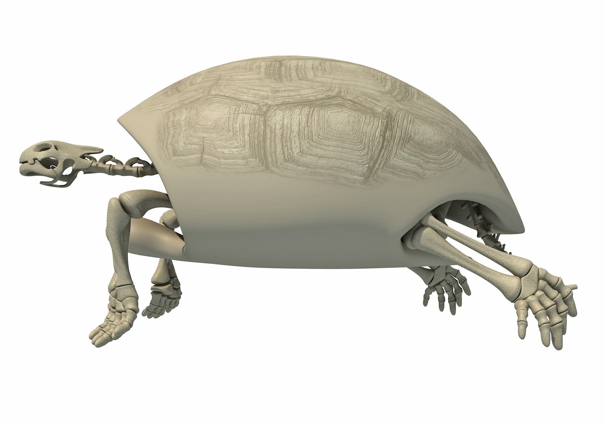 Tortoise skeleton 3D - TurboSquid 1235752