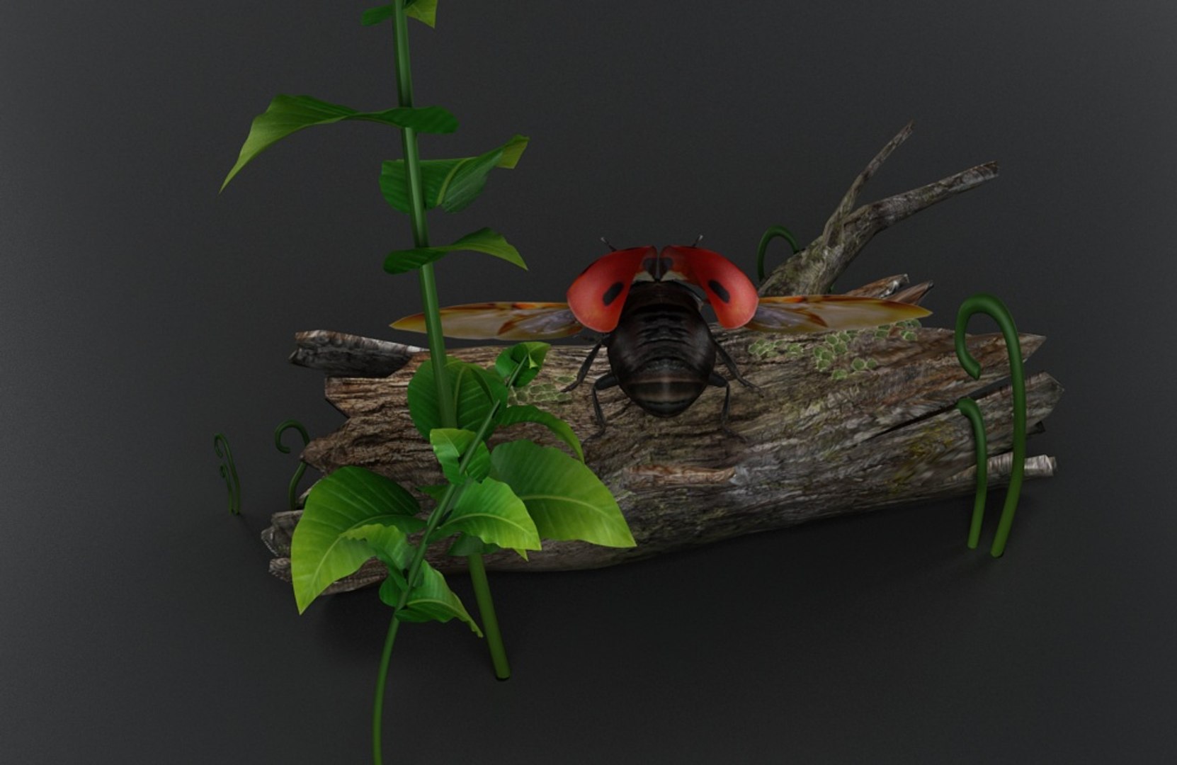 Insects ladybugs lady flowers 3D model - TurboSquid 1636950