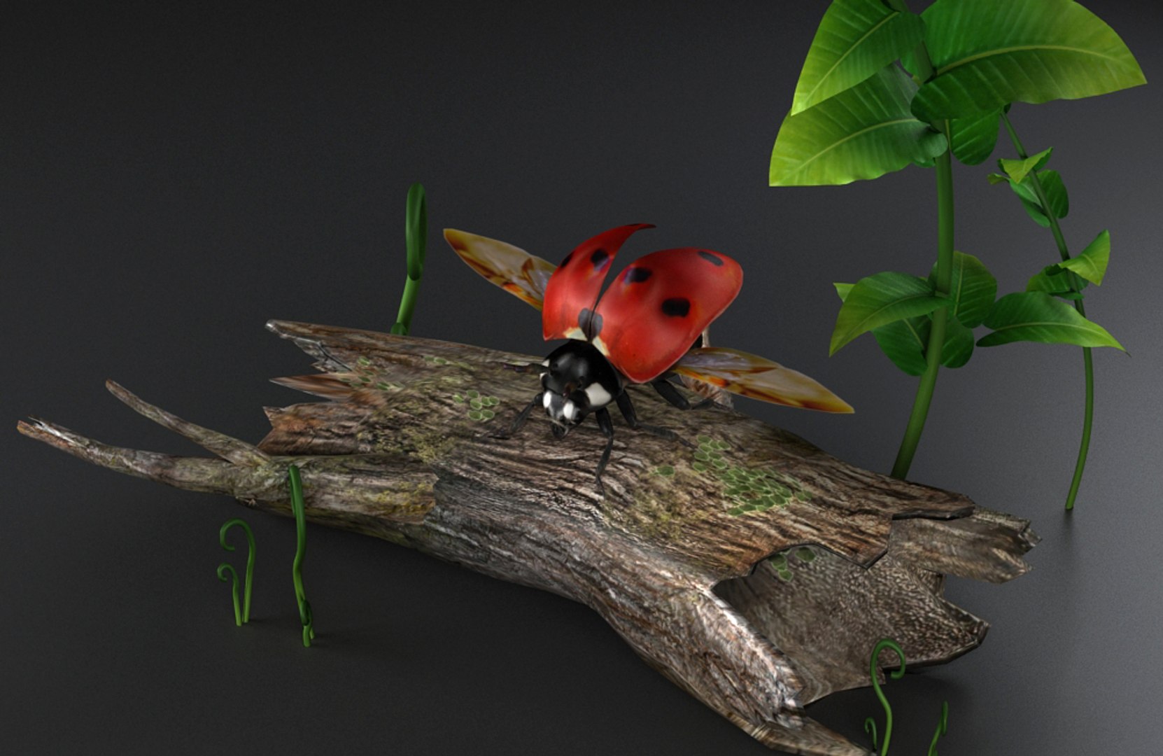Insects ladybugs lady flowers 3D model - TurboSquid 1636950