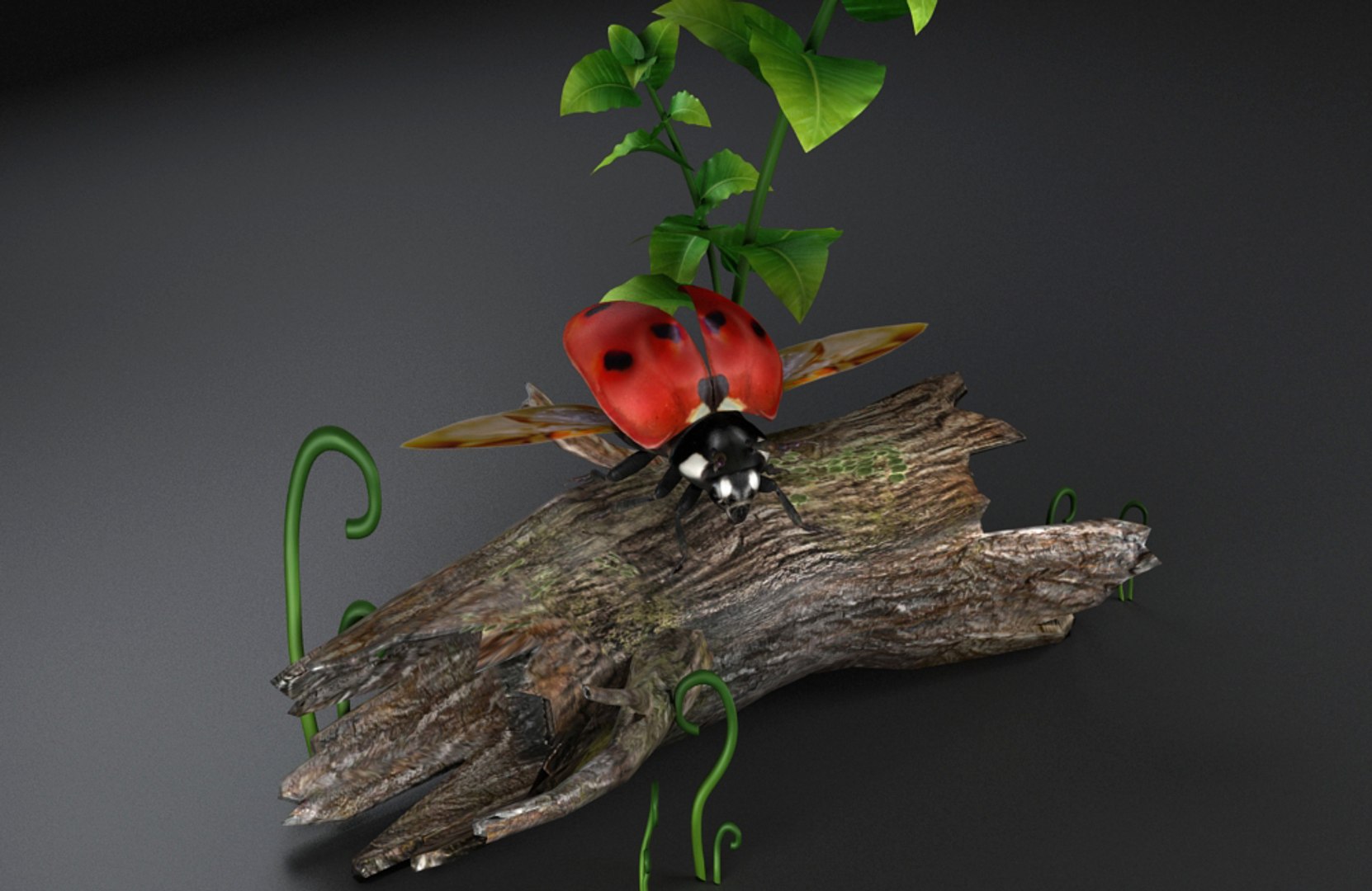 Insects ladybugs lady flowers 3D model - TurboSquid 1636950