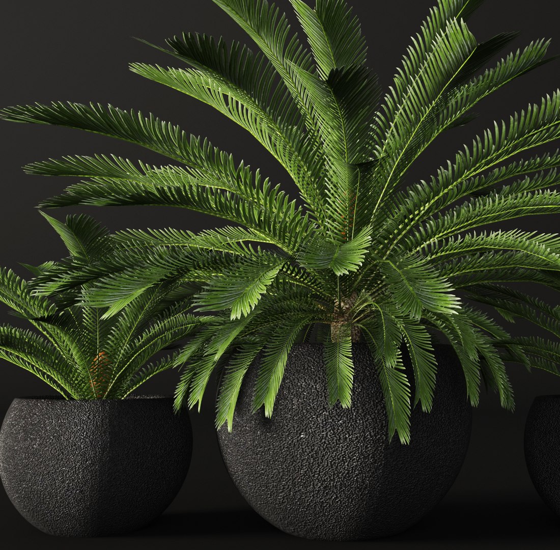 3d Model Of Cycas Palms Tree