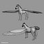Looped Flying Galloping 3d Model