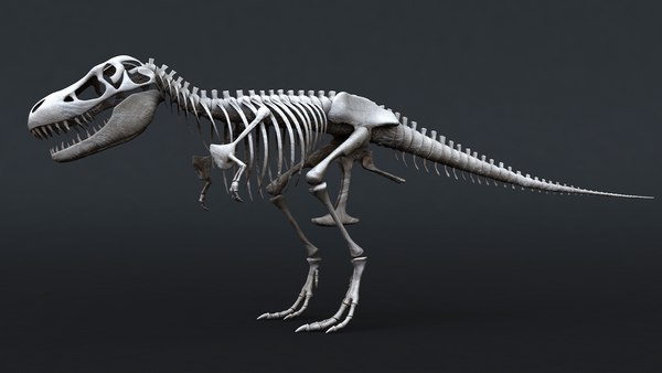 3d model rigged tyrannosaurus rex skeleton bones