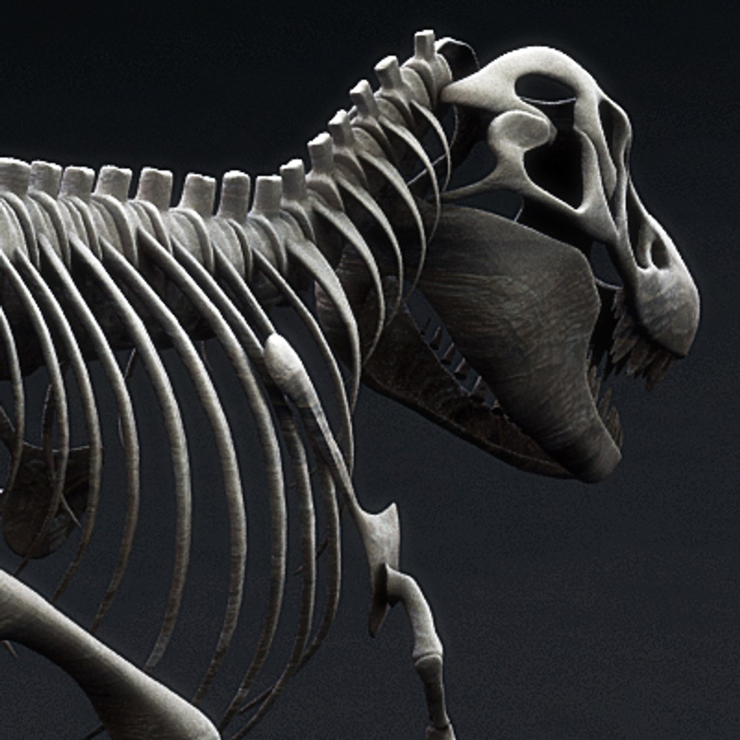 3d Model Rigged Tyrannosaurus Rex Skeleton Bones
