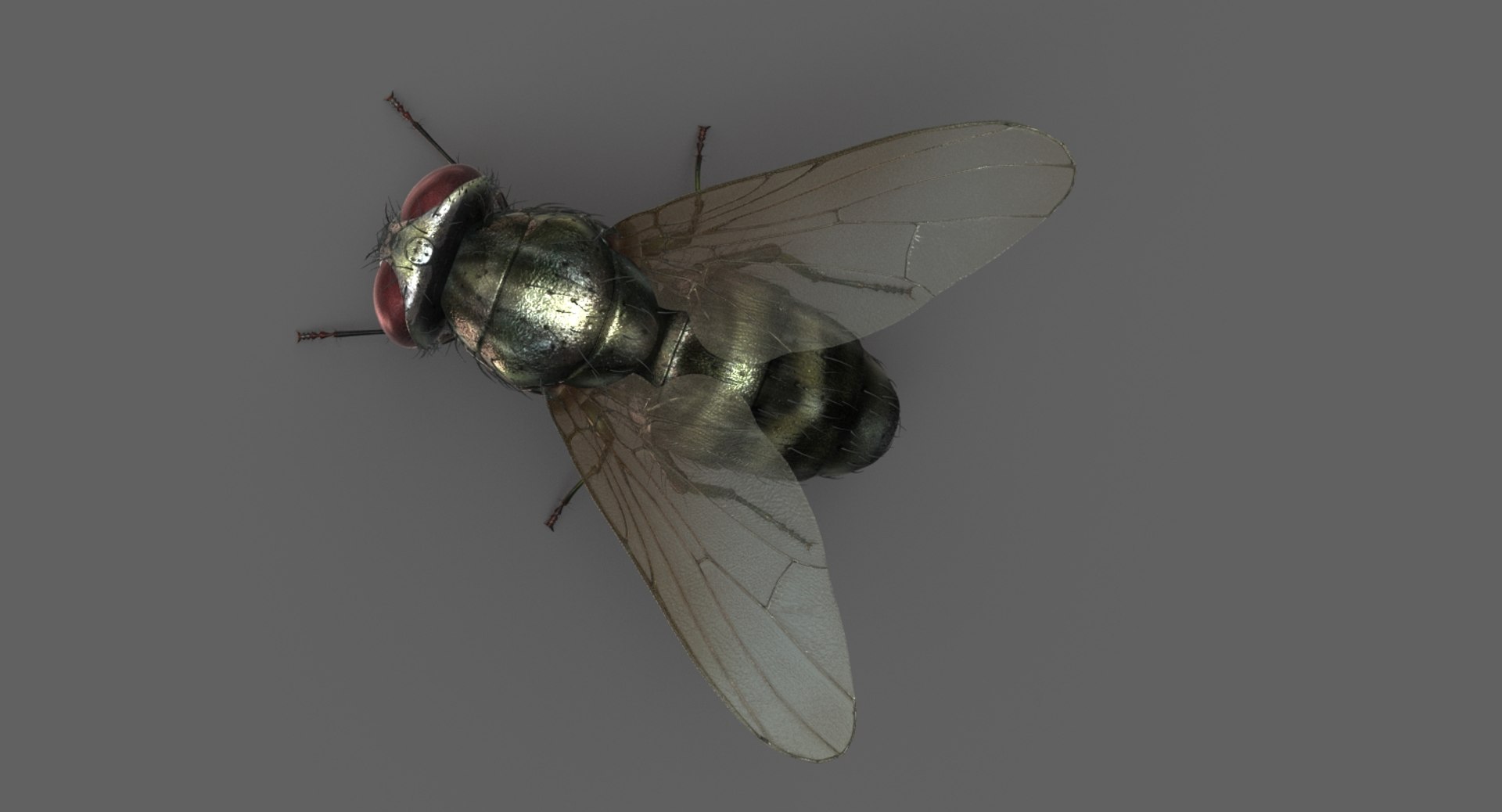 3D Model Housefly Rigged Animations 2 - TurboSquid 1342829