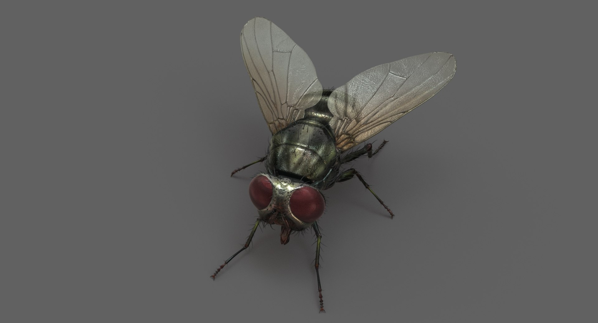 3D Model Housefly Rigged Animations 2 - TurboSquid 1342829