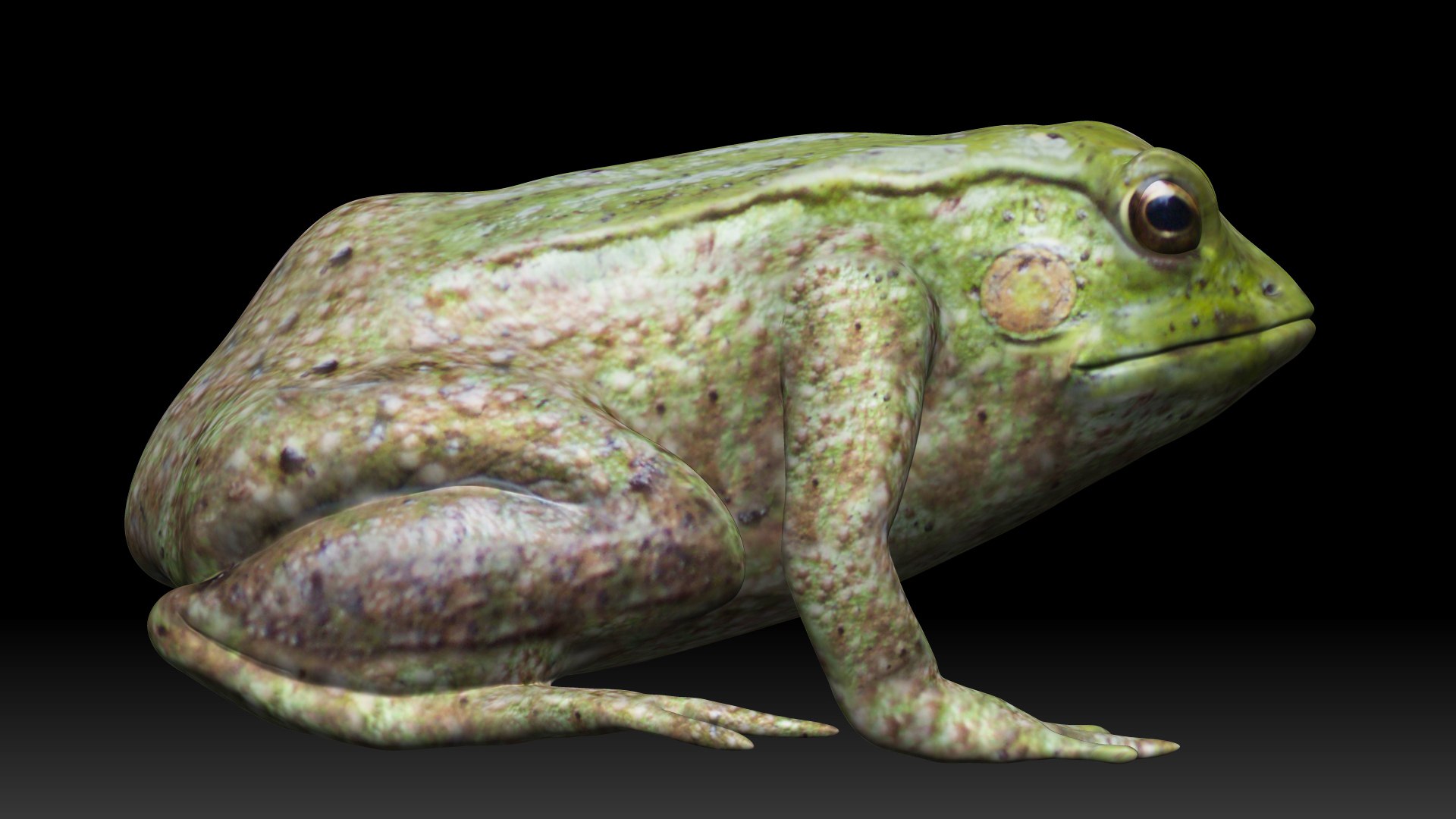 3D Tree Frog model - TurboSquid 1734426