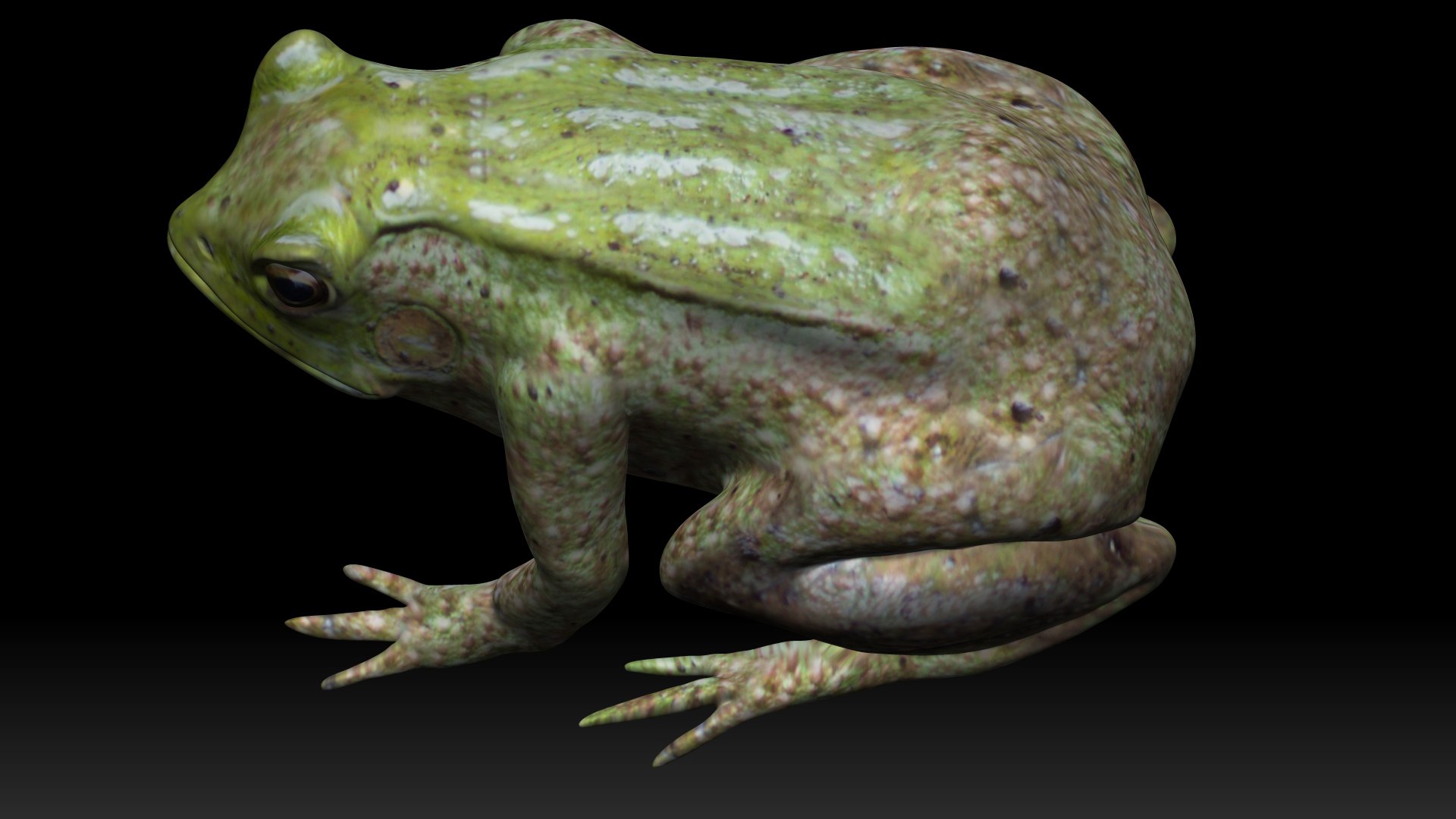3D Tree Frog model - TurboSquid 1734426