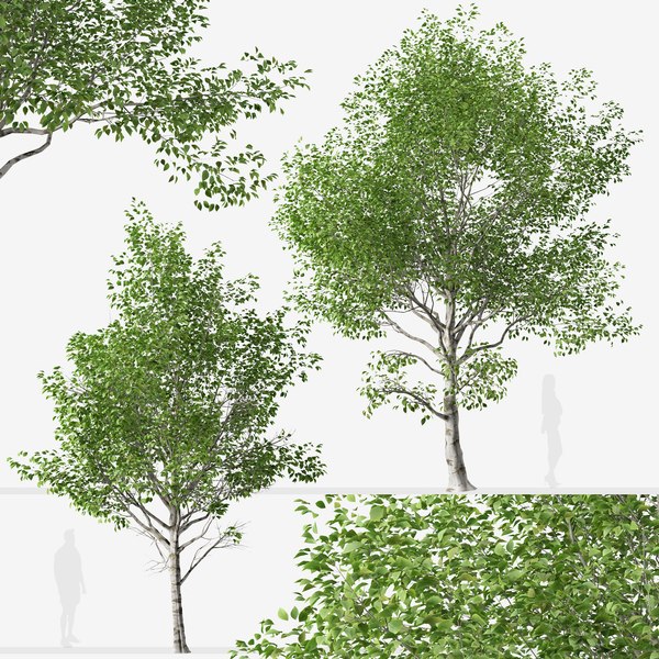 3D Set of Betula utilis Trees Himalayan Birch model - TurboSquid 1967998