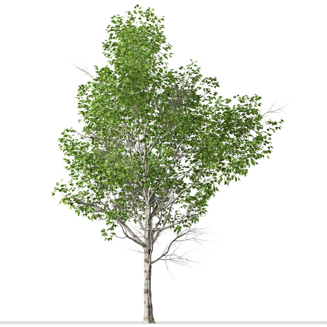 3D Set of Betula utilis Trees Himalayan Birch model - TurboSquid 1967998