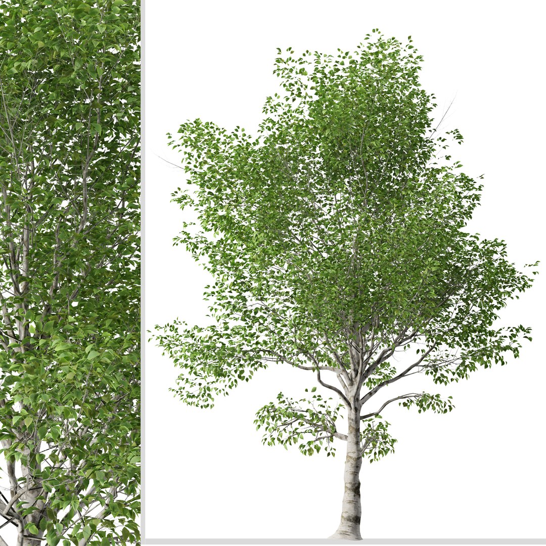 3D Set of Betula utilis Trees Himalayan Birch model - TurboSquid 1967998