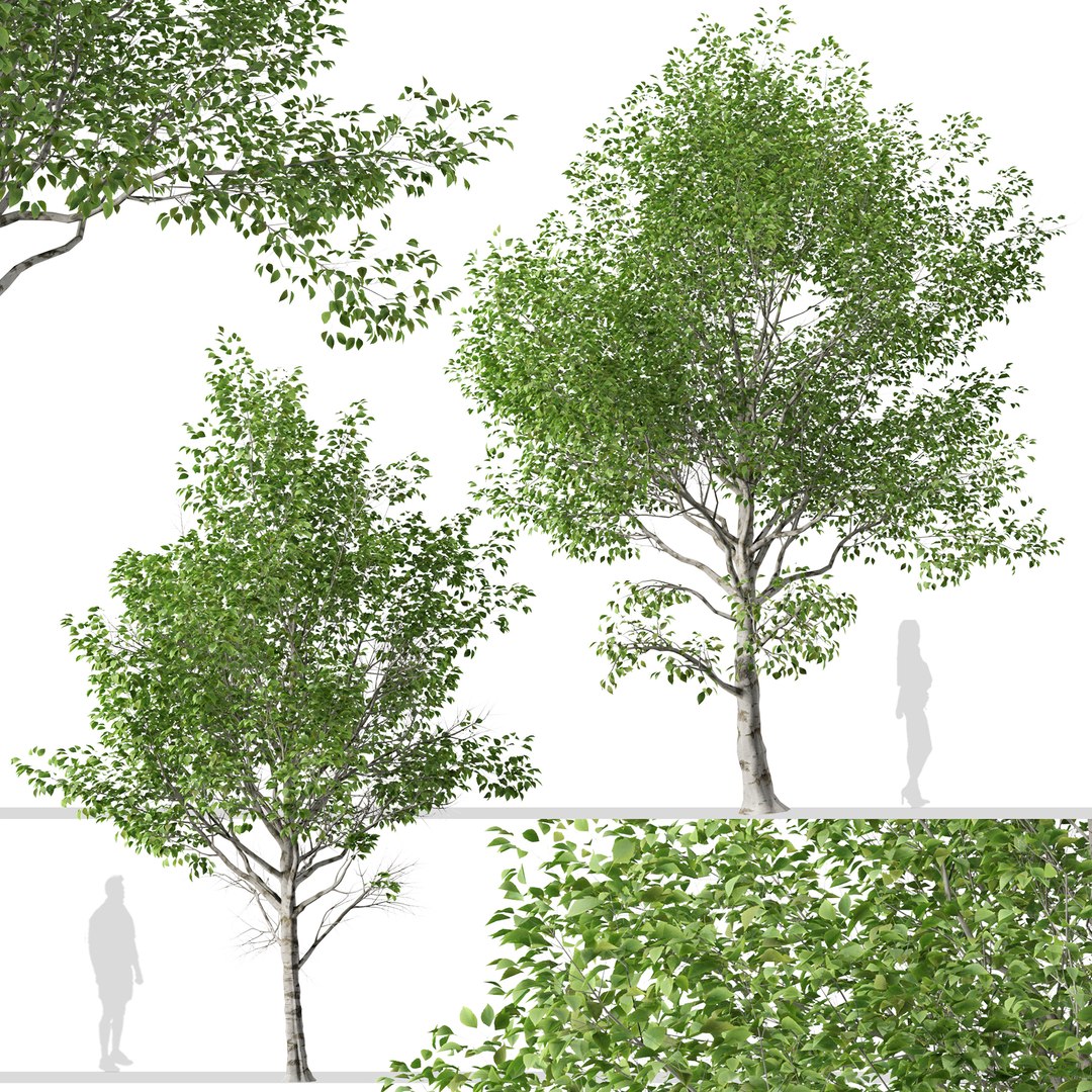 3D Set of Betula utilis Trees Himalayan Birch model - TurboSquid 1967998