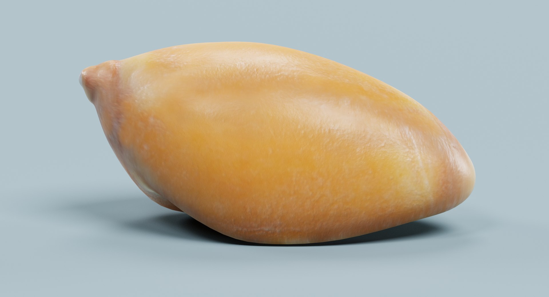 Seashell Pbr 3D - TurboSquid 1229500