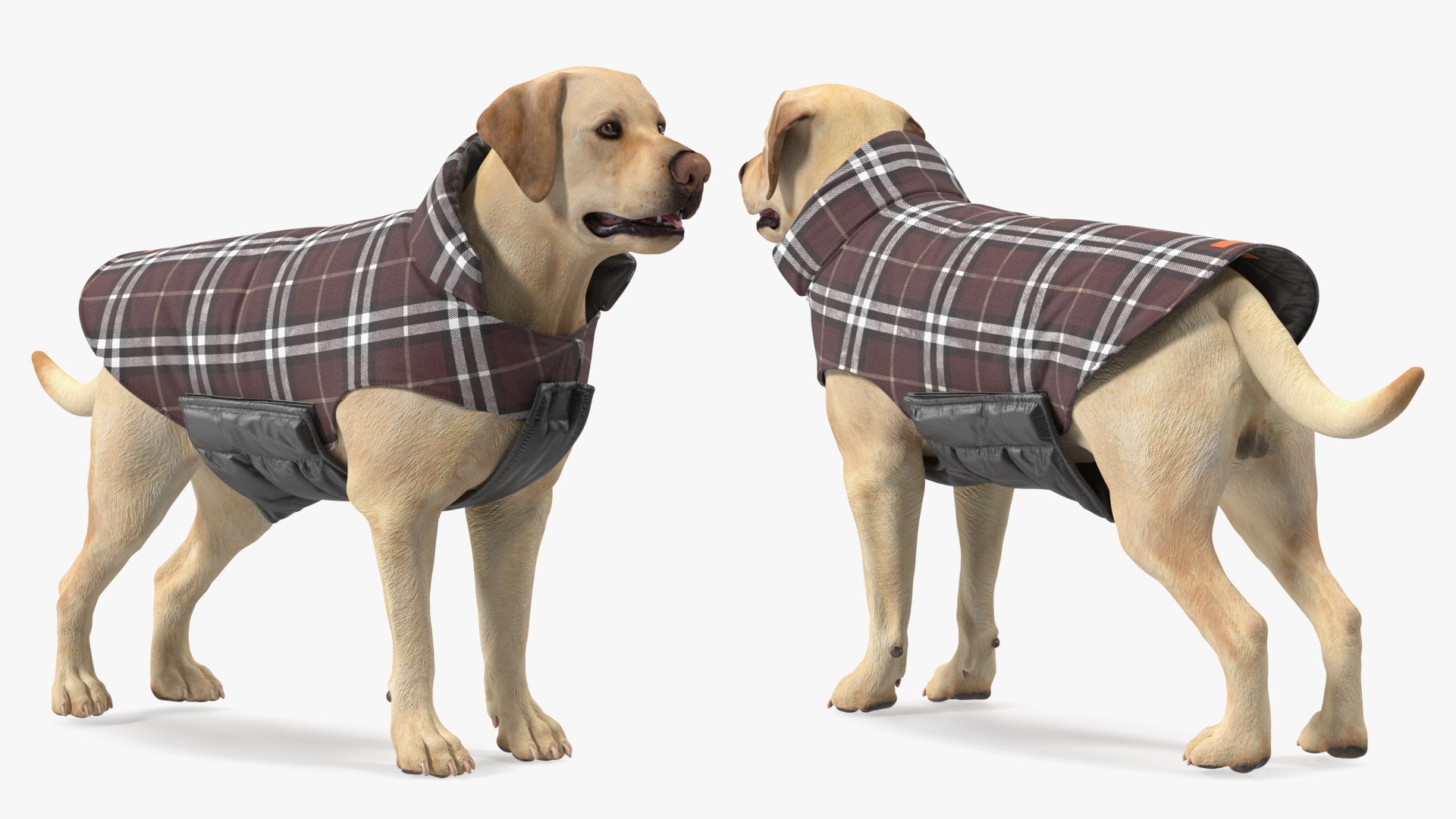 3D Labrador Wearing Brown Coat - TurboSquid 2040350