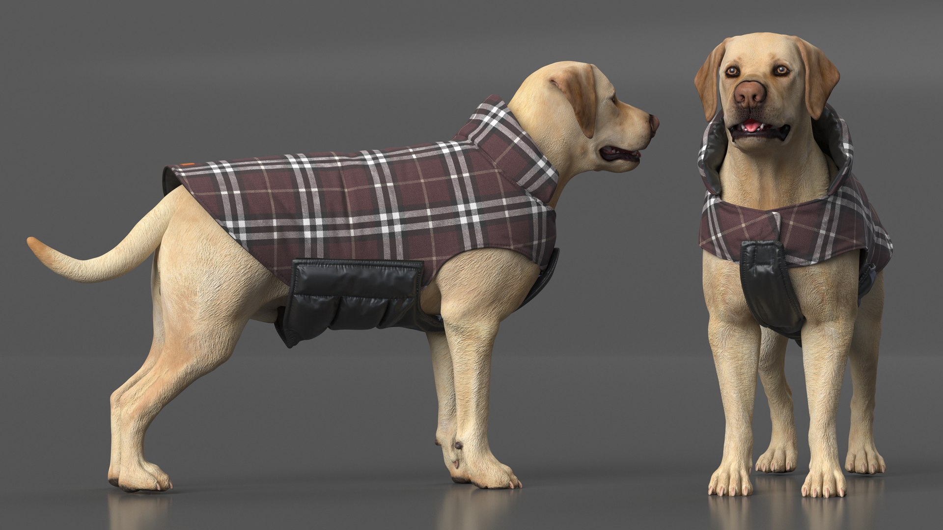 3D Labrador Wearing Brown Coat - TurboSquid 2040350