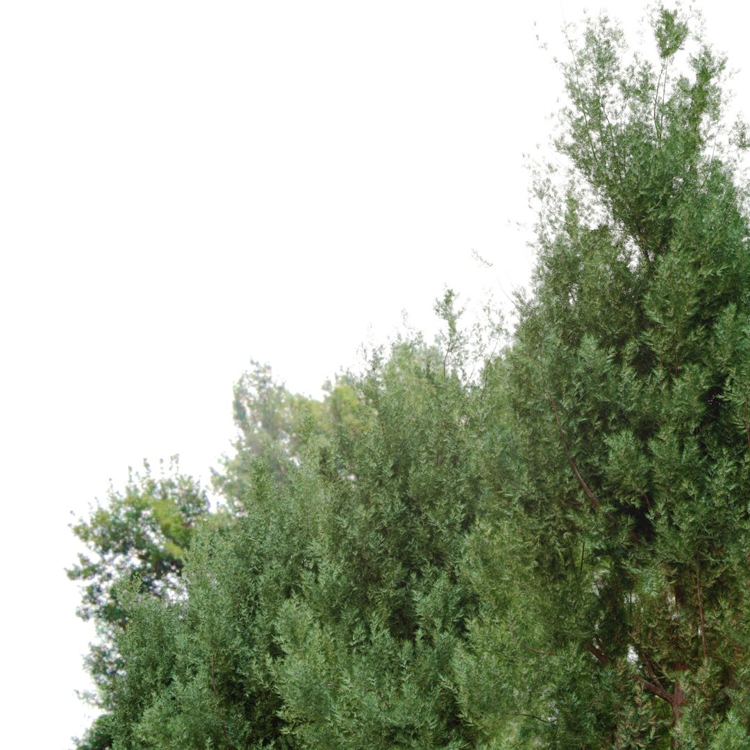 Cypress tree 05 3D - TurboSquid 1949903