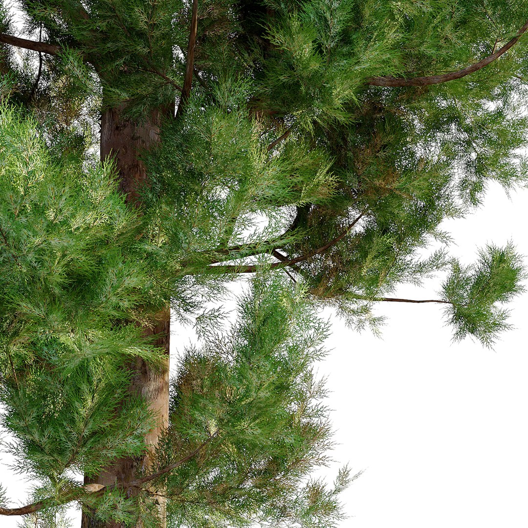 Cypress tree 05 3D - TurboSquid 1949903