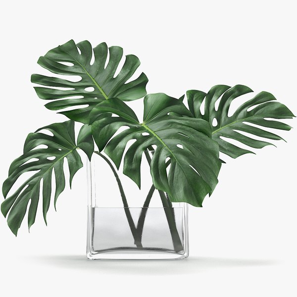 Monstera 3D model - TurboSquid 1533665