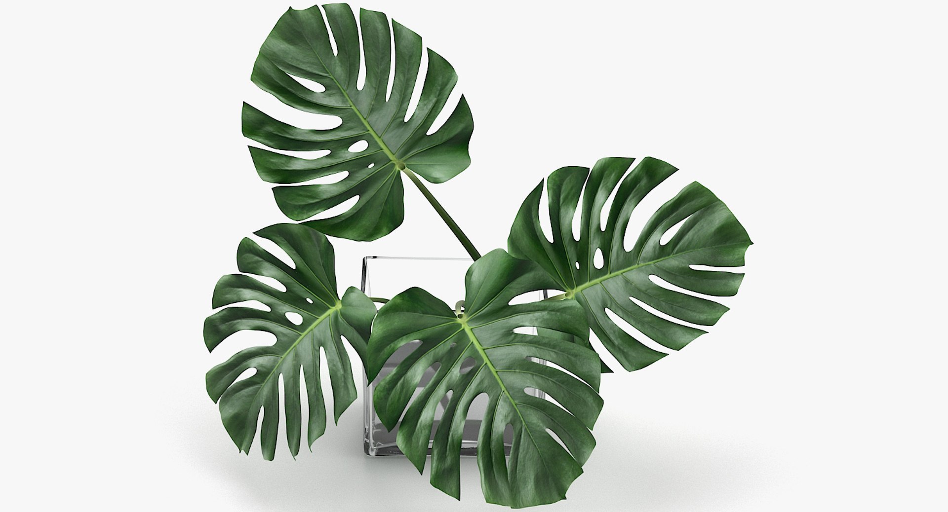3D monstera leaves model - TurboSquid 1282788