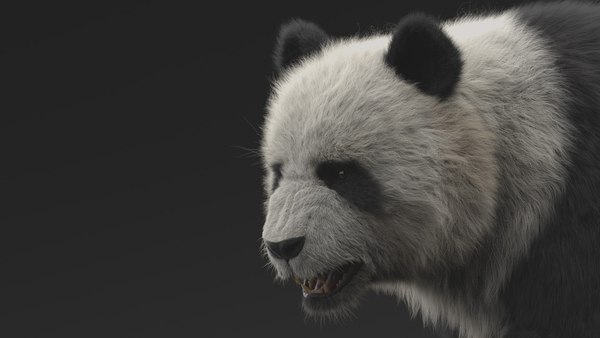 3D Giant Panda ANIMATED - TurboSquid 1857621