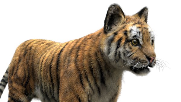 Tiger fur baby 3D model - TurboSquid 1473321