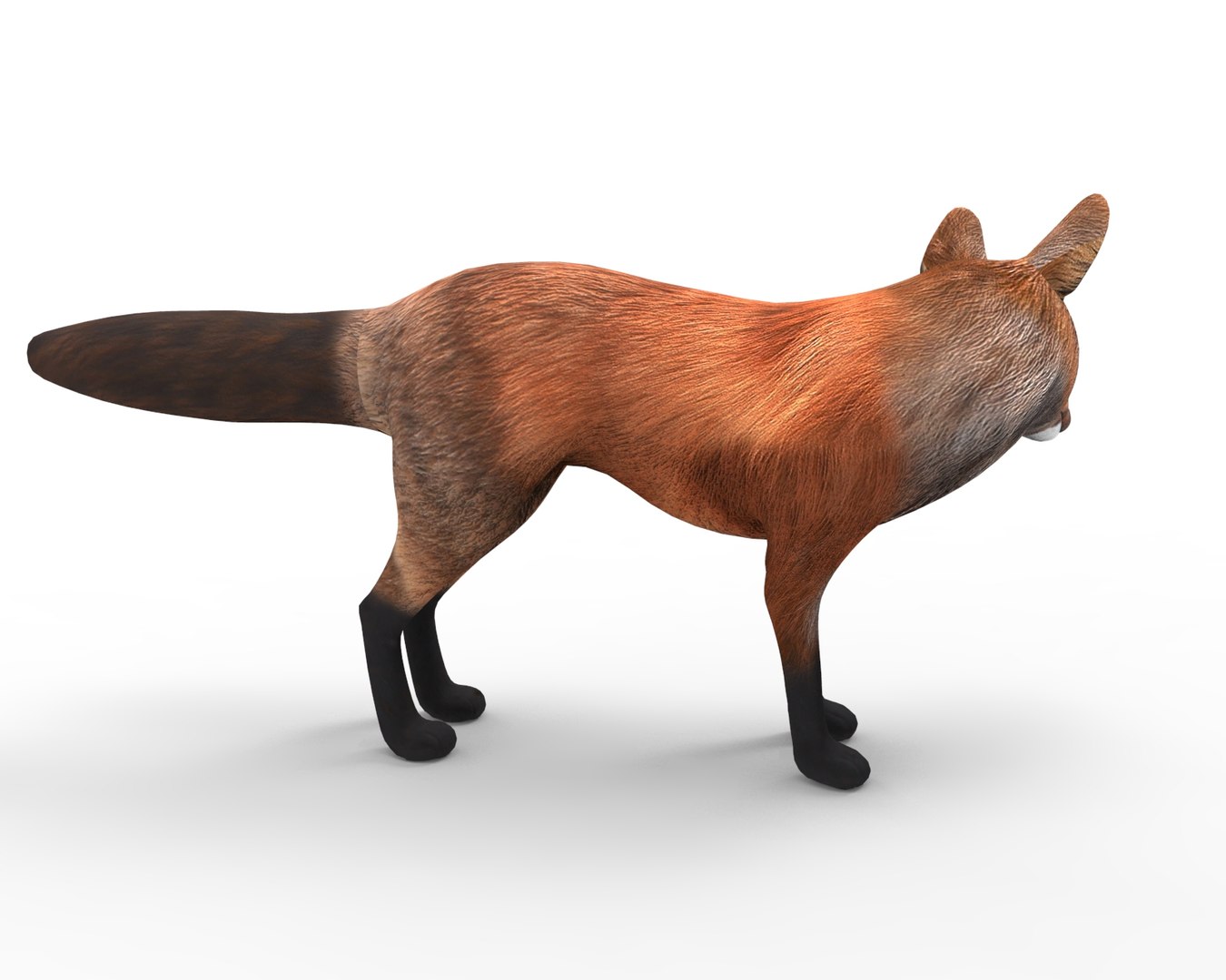 3D Fox Rigged Animation - TurboSquid 1206975
