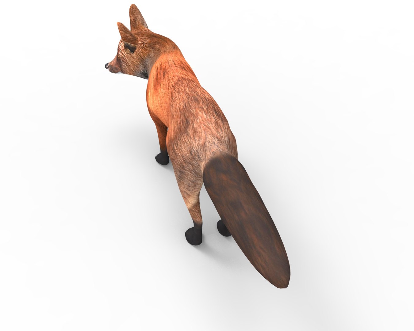 3D Fox Rigged Animation - TurboSquid 1206975