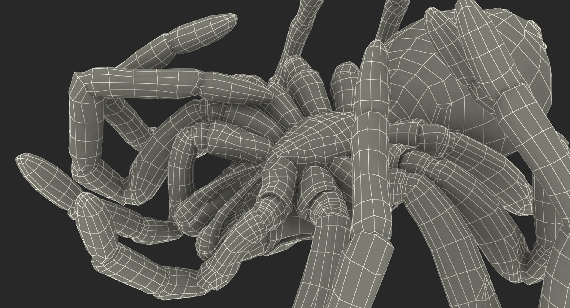 3D Model Goliath Birdeater Dead Pose - TurboSquid 1256240