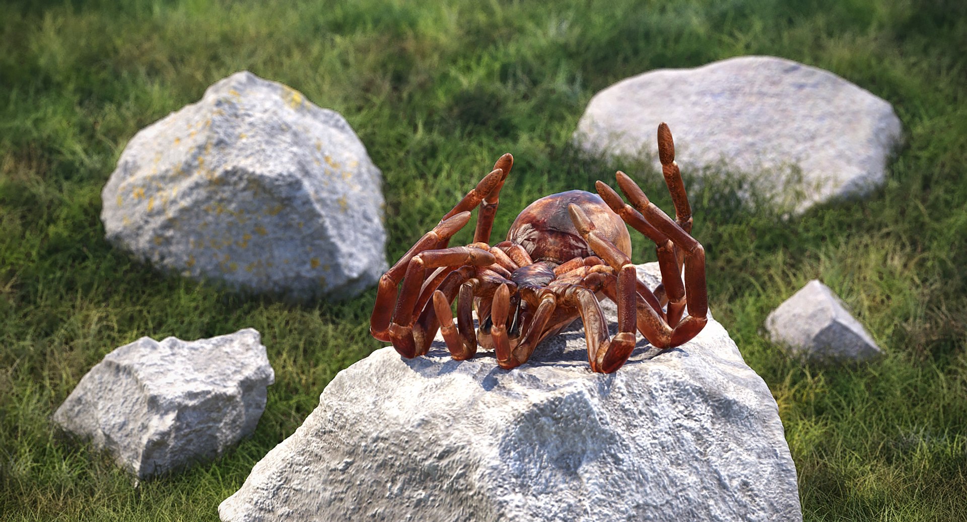 3D Model Goliath Birdeater Dead Pose - TurboSquid 1256240