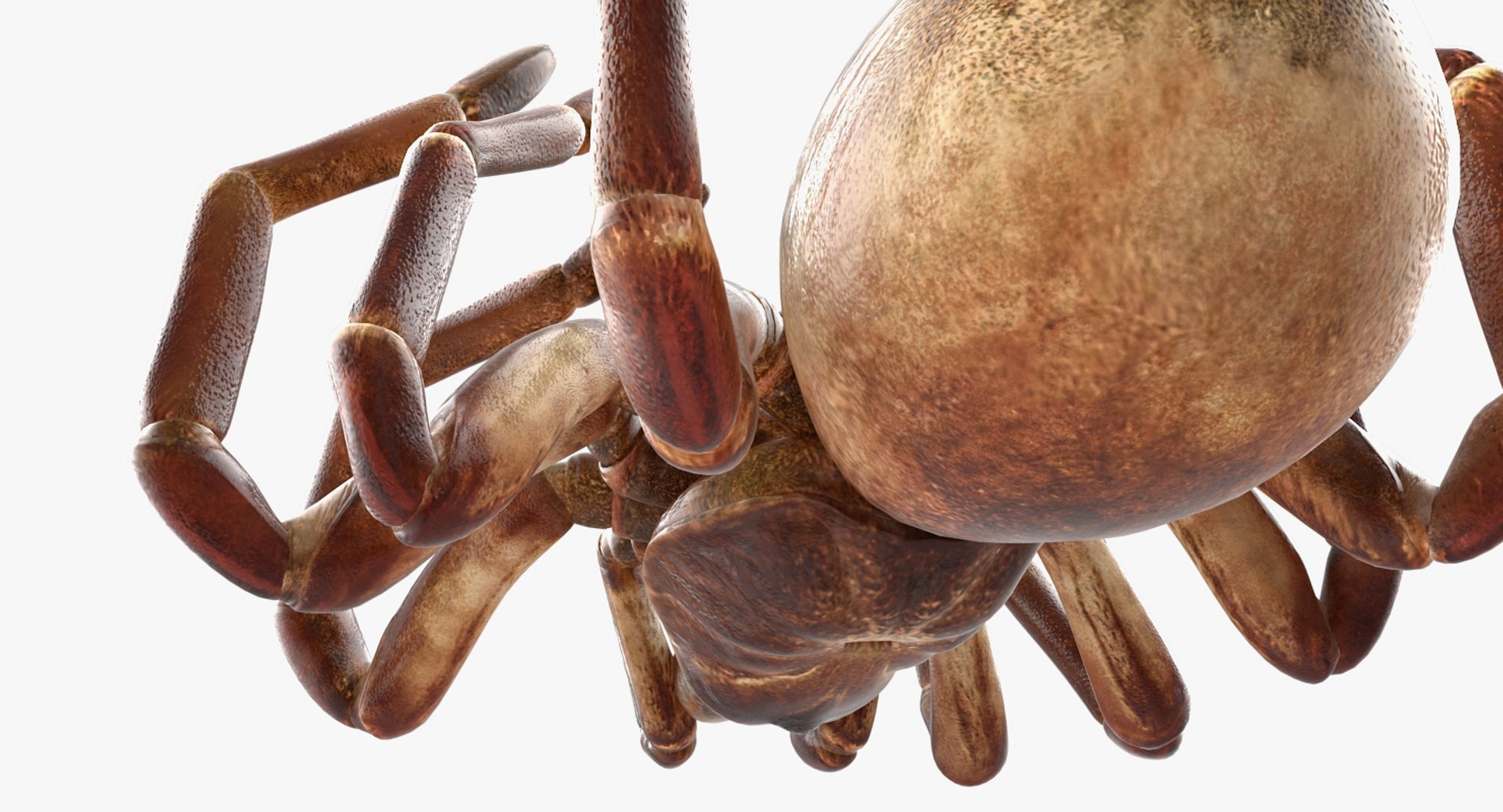 3D Model Goliath Birdeater Dead Pose - TurboSquid 1256240