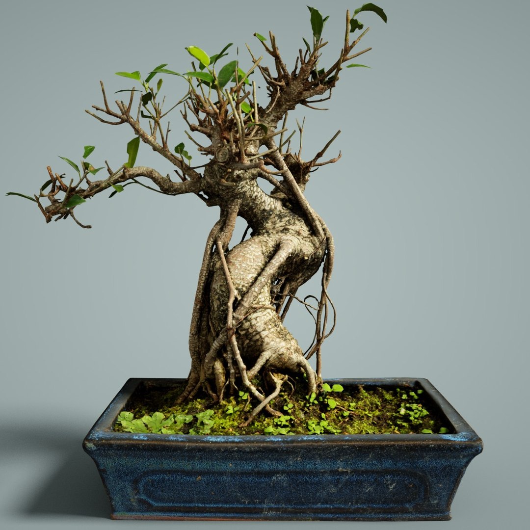 Bonsai Tree 3D Model - TurboSquid 1154323