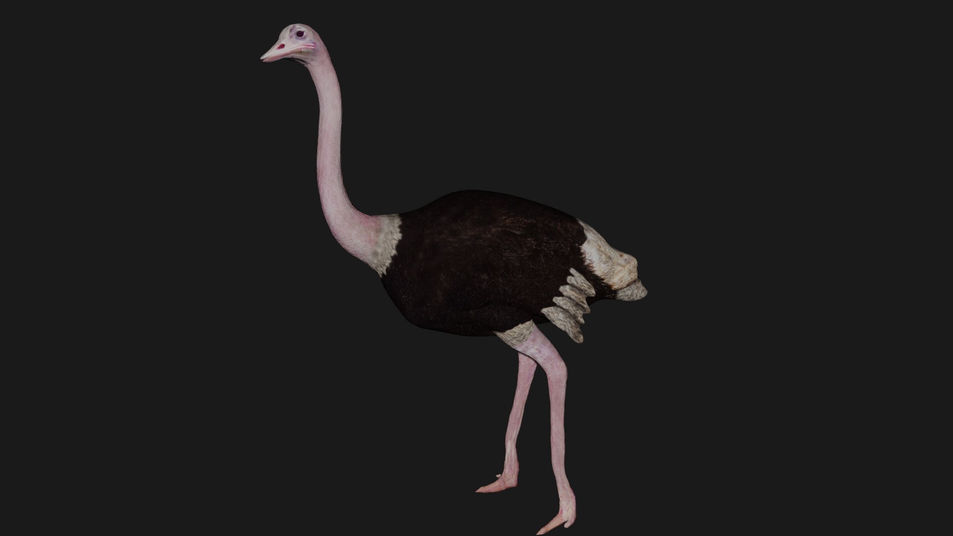 Ostrich Rigged 3D Model - TurboSquid 1661442