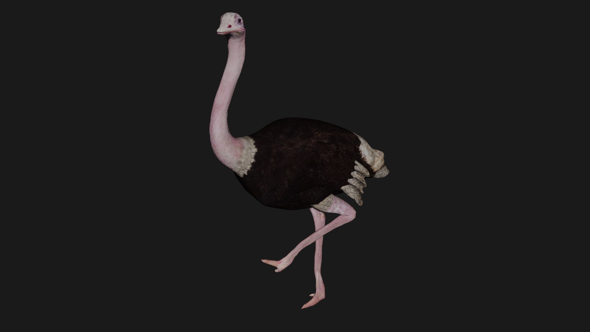 Ostrich Rigged 3D Model - TurboSquid 1661442