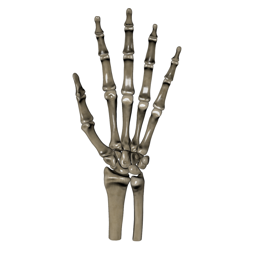 3d Model Human Hand