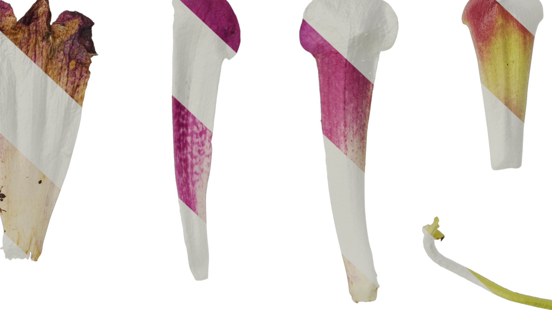 Anydrafts Azarina Flower 01 Textures 3D Model - TurboSquid 2352498