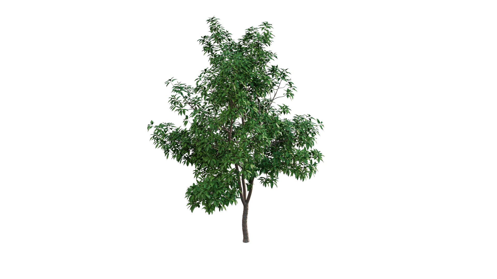 Michelia Alba 3D Model - TurboSquid 1778431