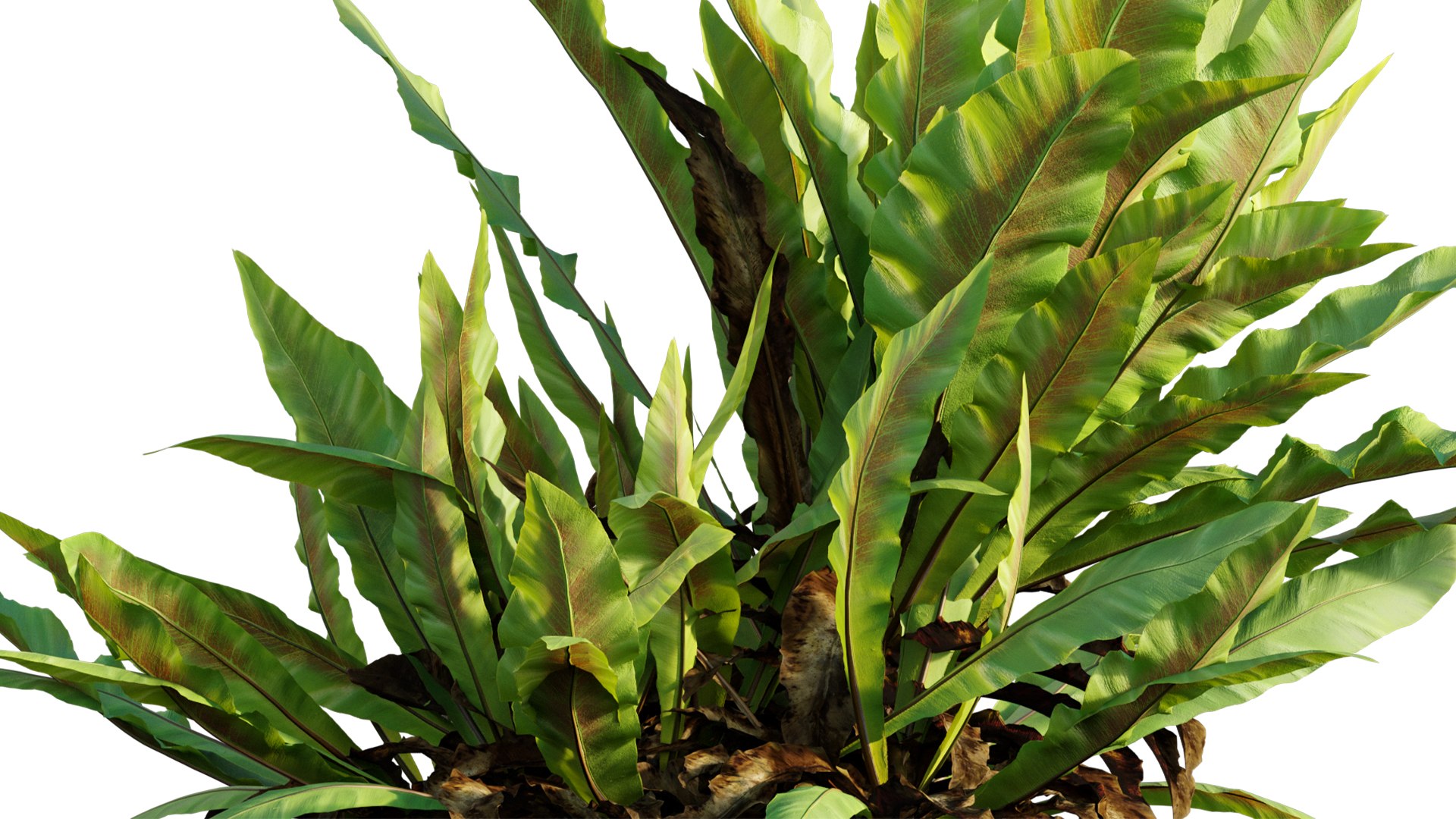 3D Asplenium Nidus -Birds Nest Fern 01 Model - TurboSquid 1782050
