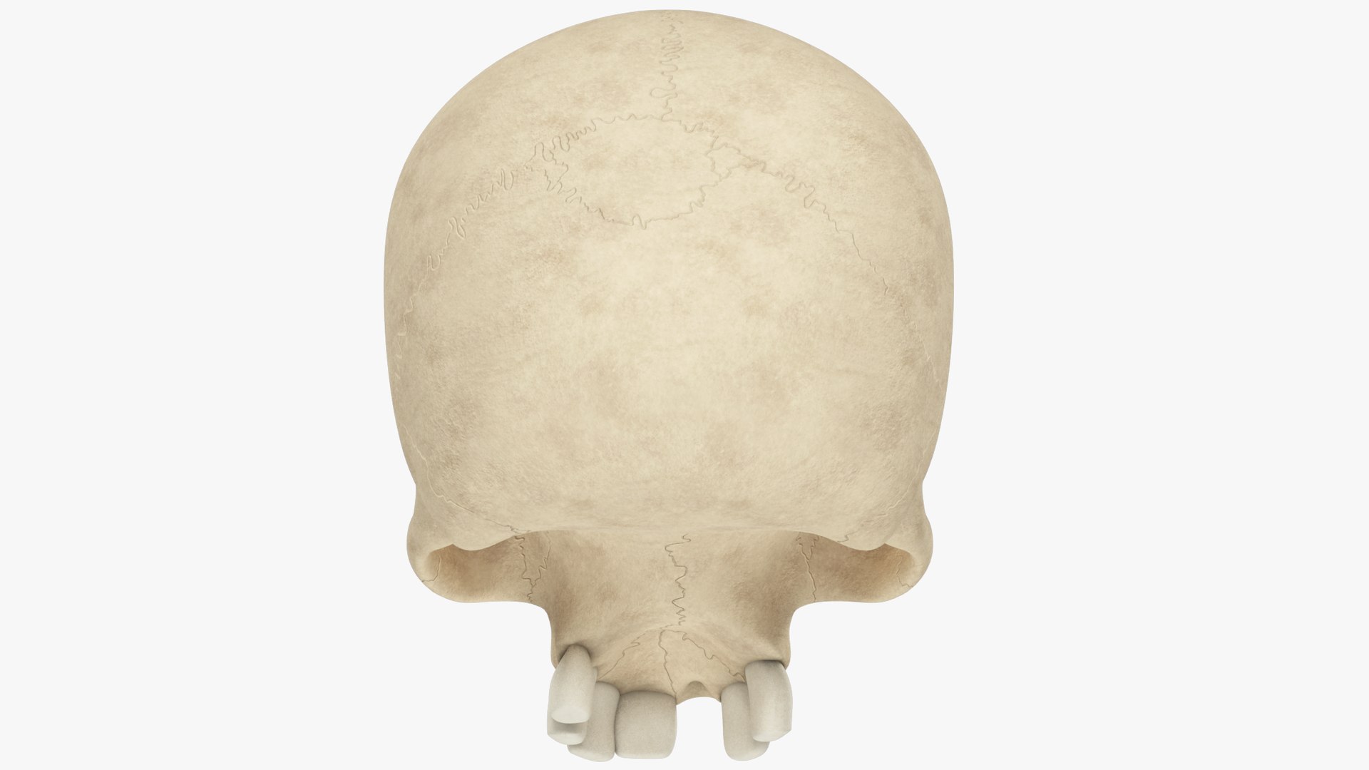 Stylized Skull Model - TurboSquid 1757467