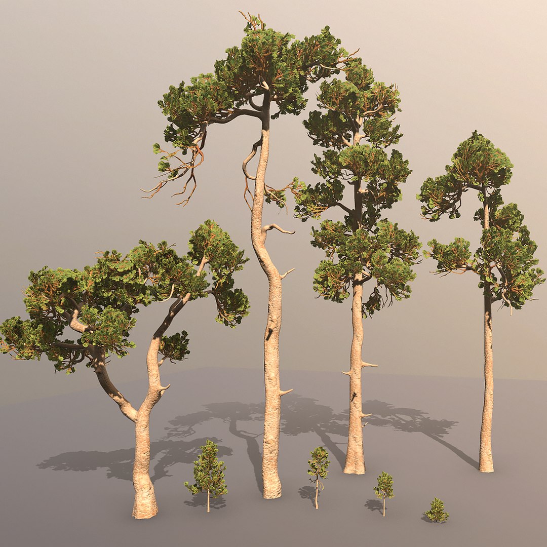 Pine Pack 3D Model - TurboSquid 1808284