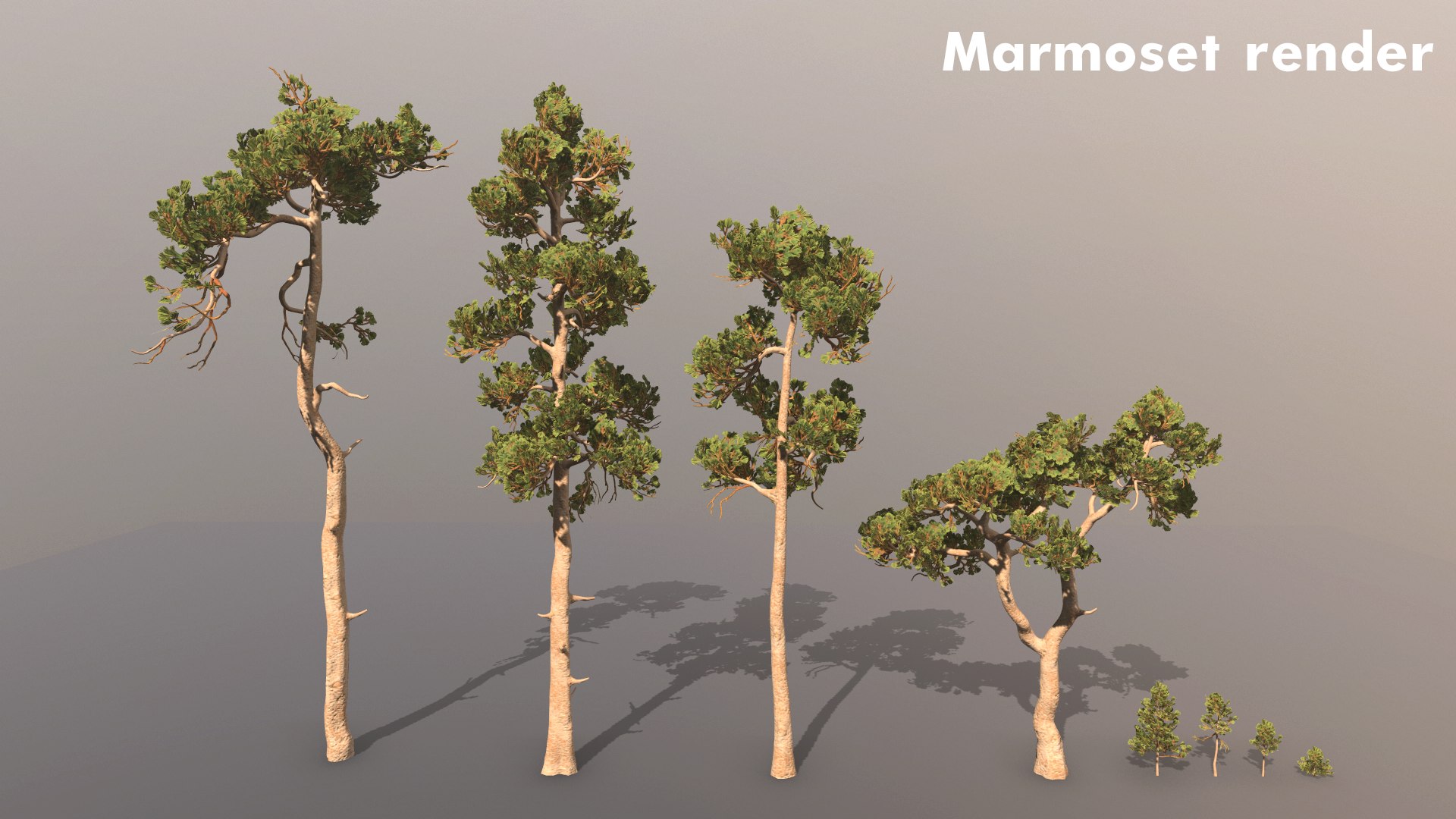 Pine Pack 3D Model - TurboSquid 1808284