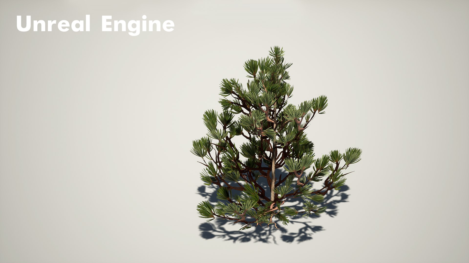 Pine Pack 3D Model - TurboSquid 1808284