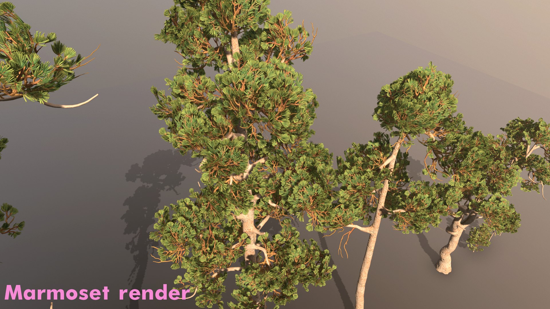 Pine Pack 3D Model - TurboSquid 1808284