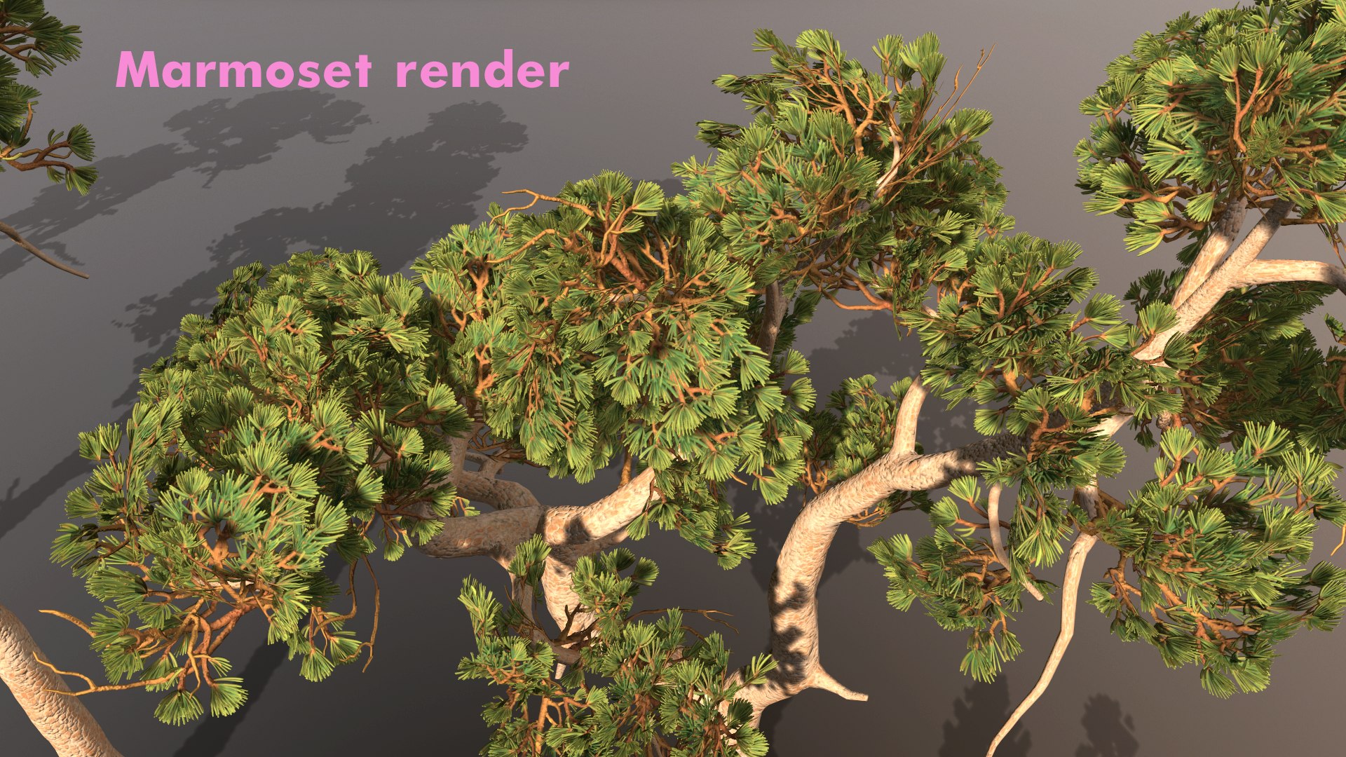 Pine Pack 3D Model - TurboSquid 1808284