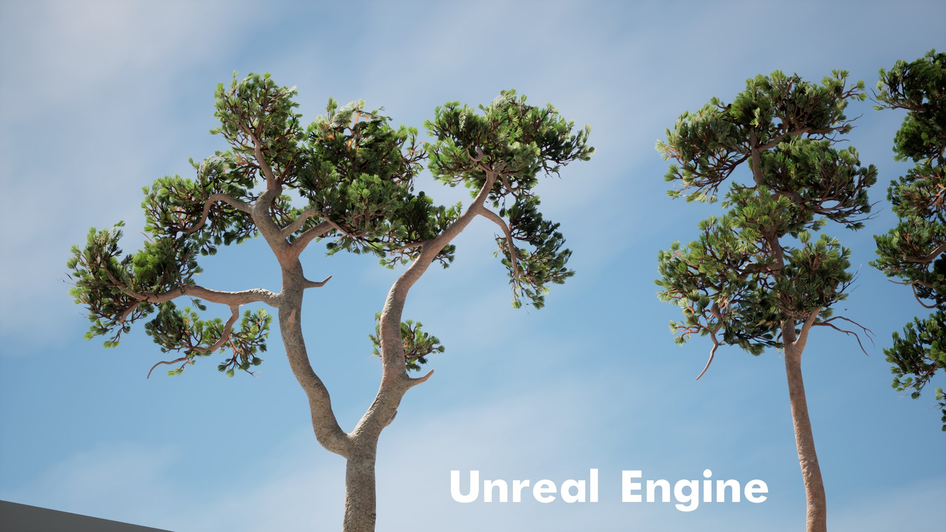 Pine Pack 3D Model - TurboSquid 1808284