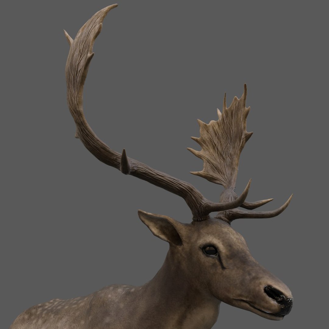3D Model Fallow Deer - TurboSquid 1208914