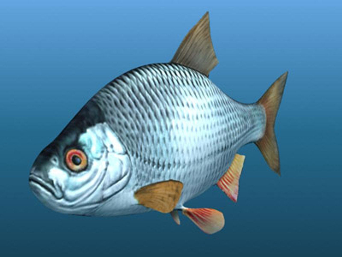 roach rutilus 3d max