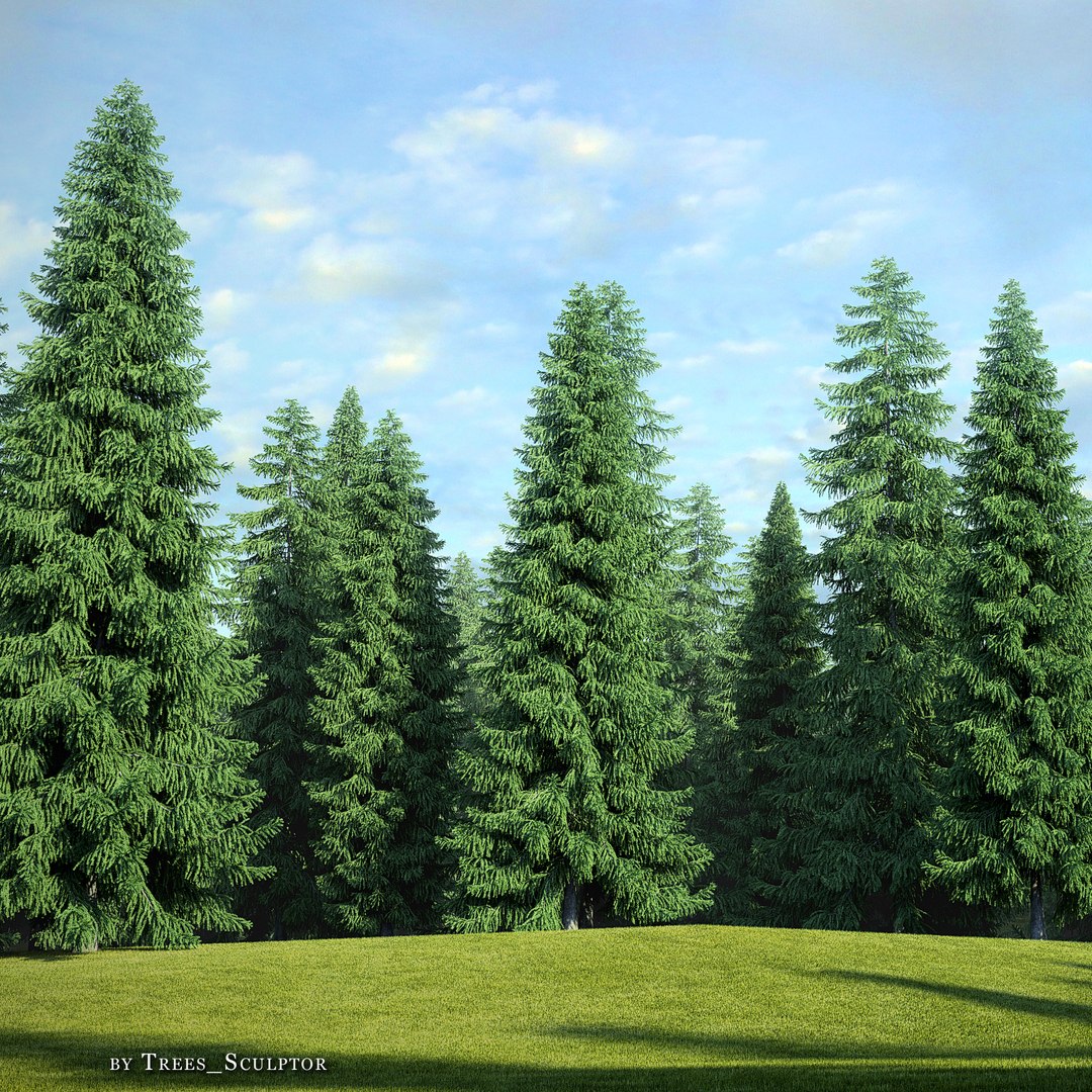 3d Model Fir-tree Tree