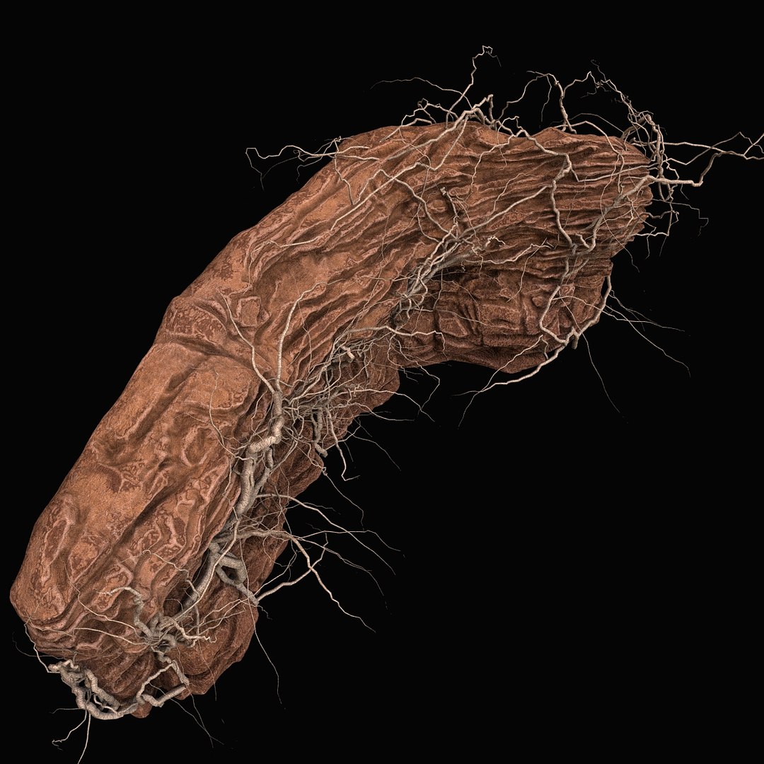 Rock Roots 3D Model - TurboSquid 1270174