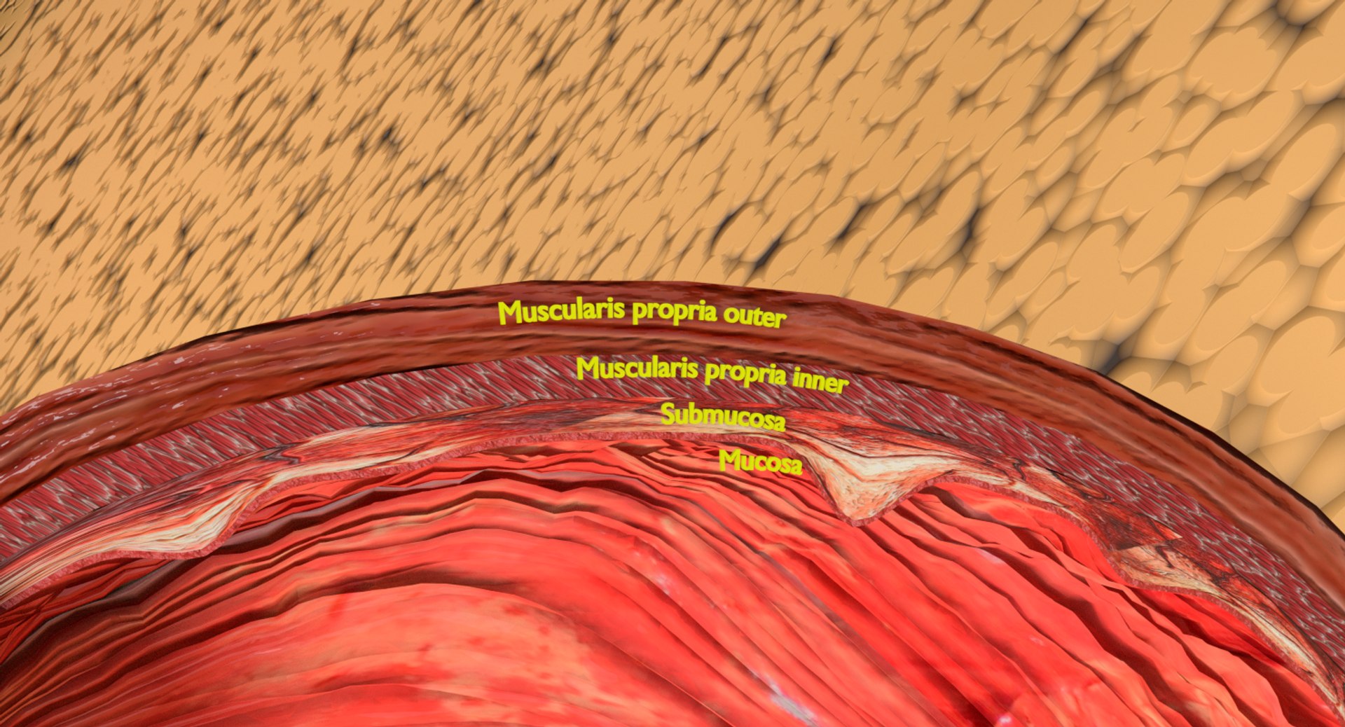 Gastric anatomy layers 3D model - TurboSquid 1338515